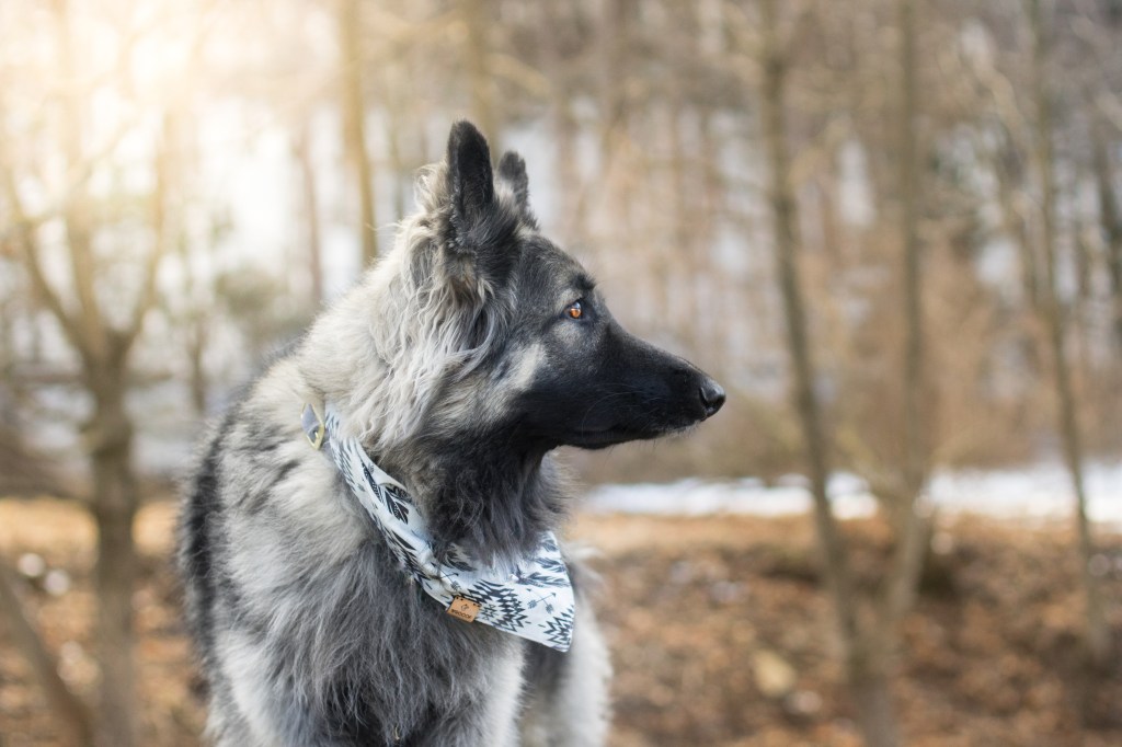 NewMoon Shiloh Shepherds – Focusing on health, temperament and ...
