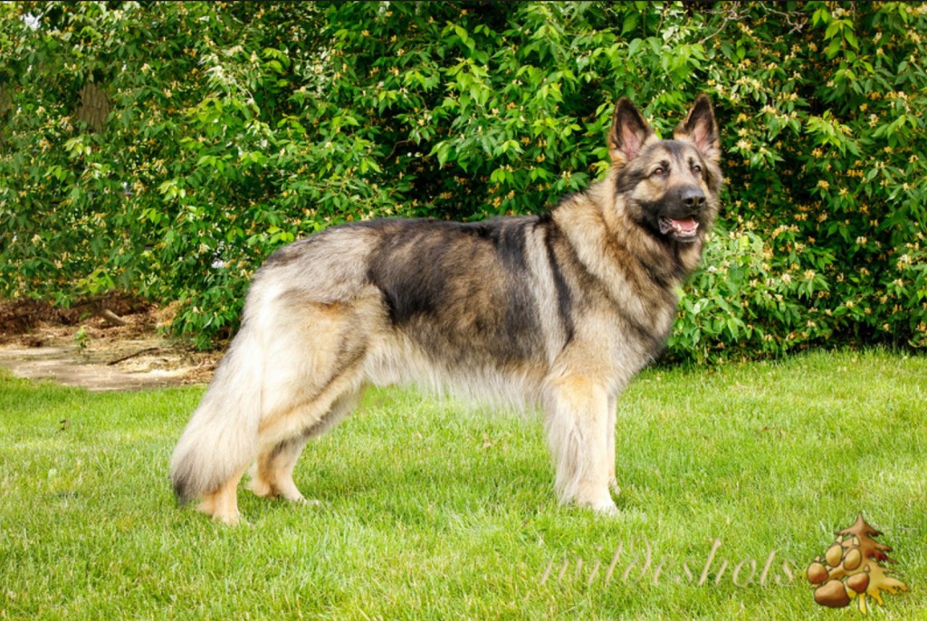 The Boys – NewMoon Shiloh Shepherds